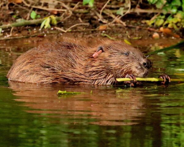 Devon's beavers are back! - Connecting the Culm