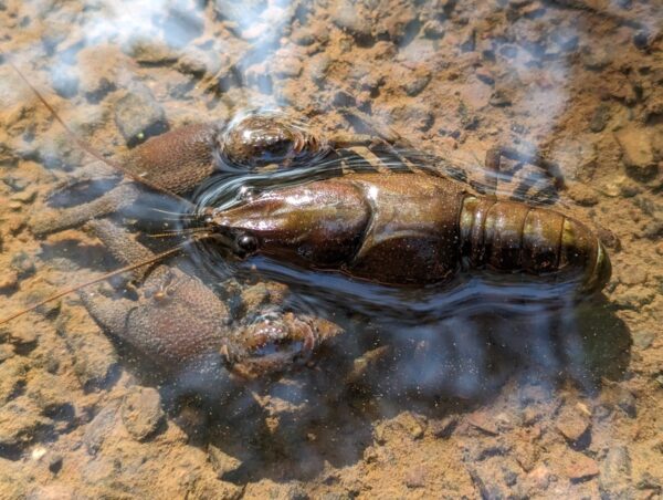 Saving Devon's Native Crayfish - Connecting the Culm